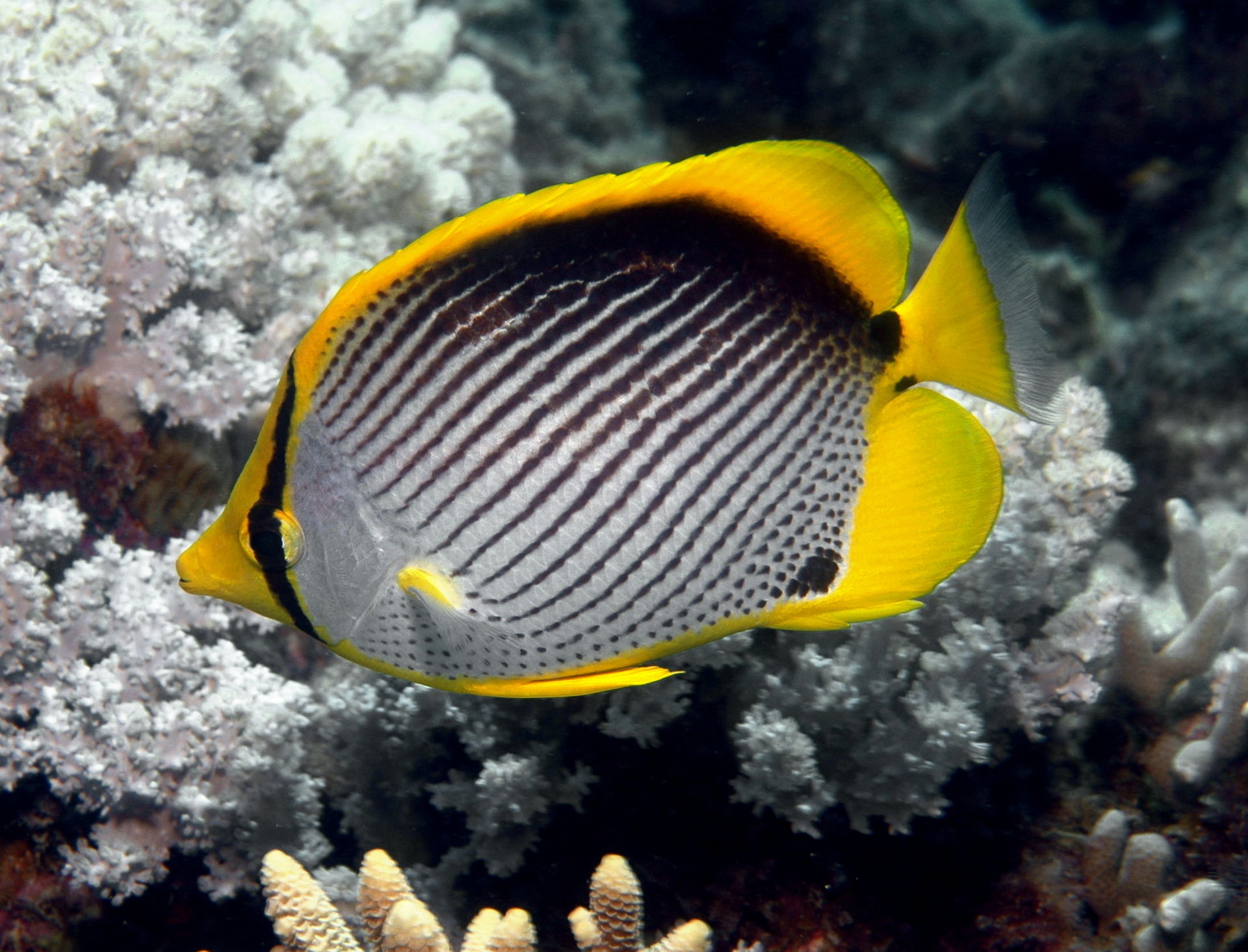 Black-Backed Butterflyfish (ผีเสื้อขอบทอง) - Reefthailand