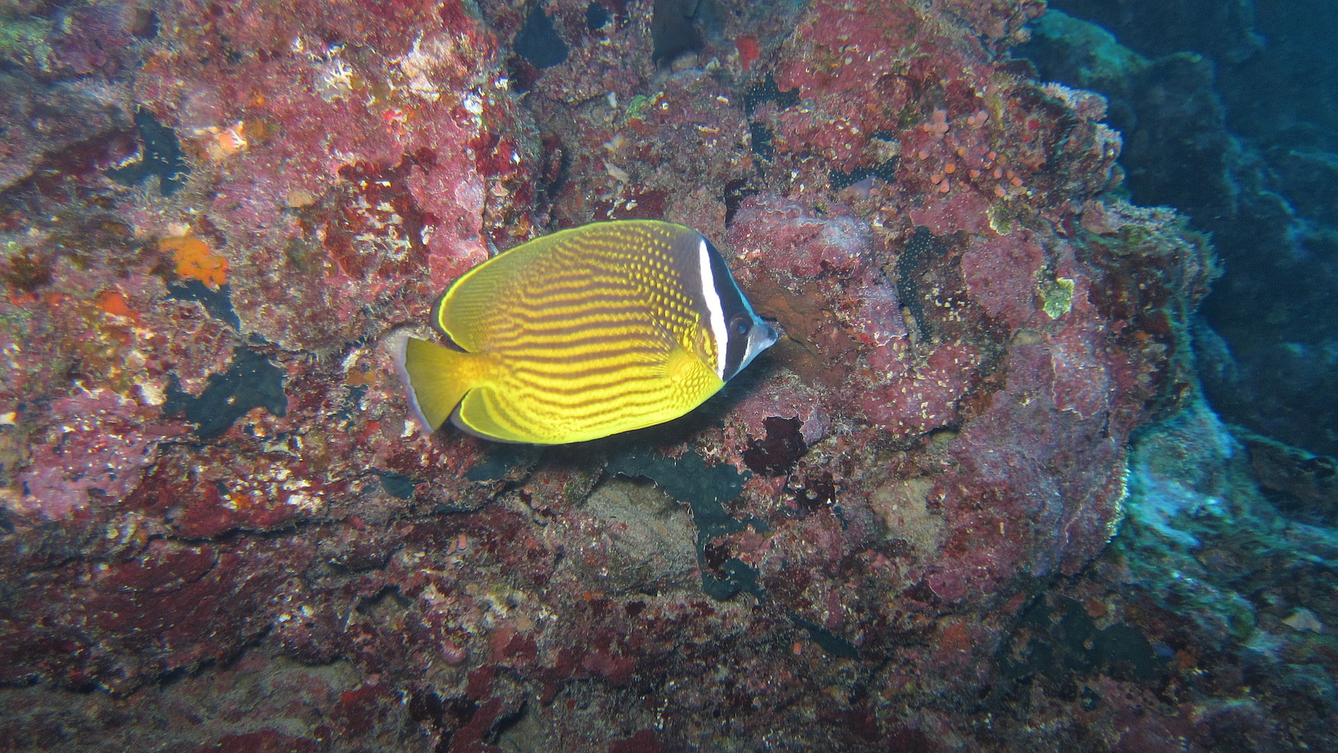 Oriental Butterflyfish - Reefthailand