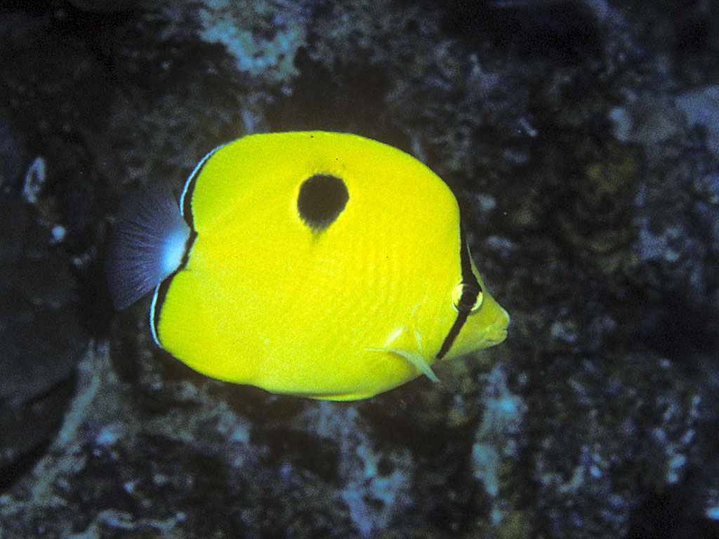 Indian Ocean Teardrop Butterflyfish (ผีเสื้อหยาดน้ำตา) - Reefthailand