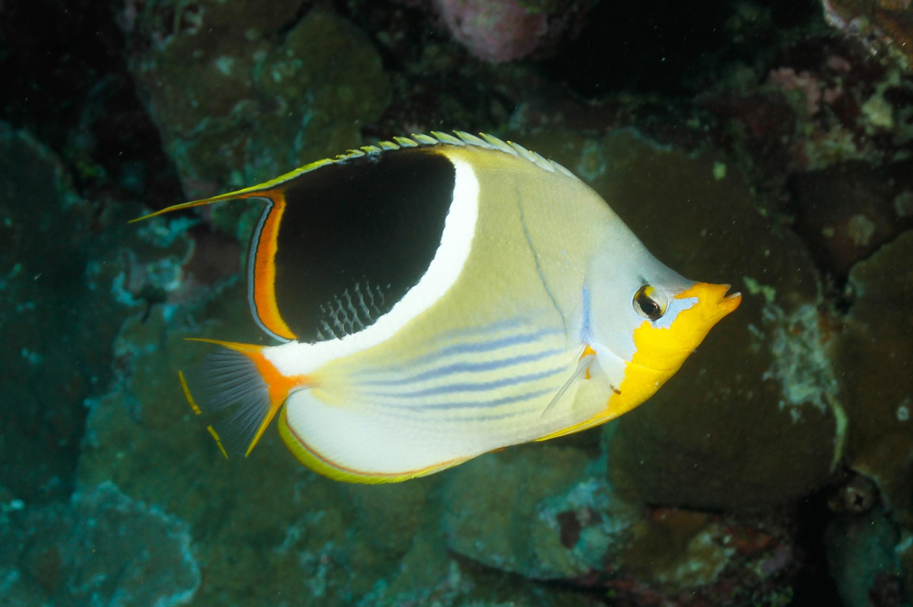 Saddleback Butterflyfish (ผีเสื้อแซดเดิ้ลแบ็ค) - Reefthailand
