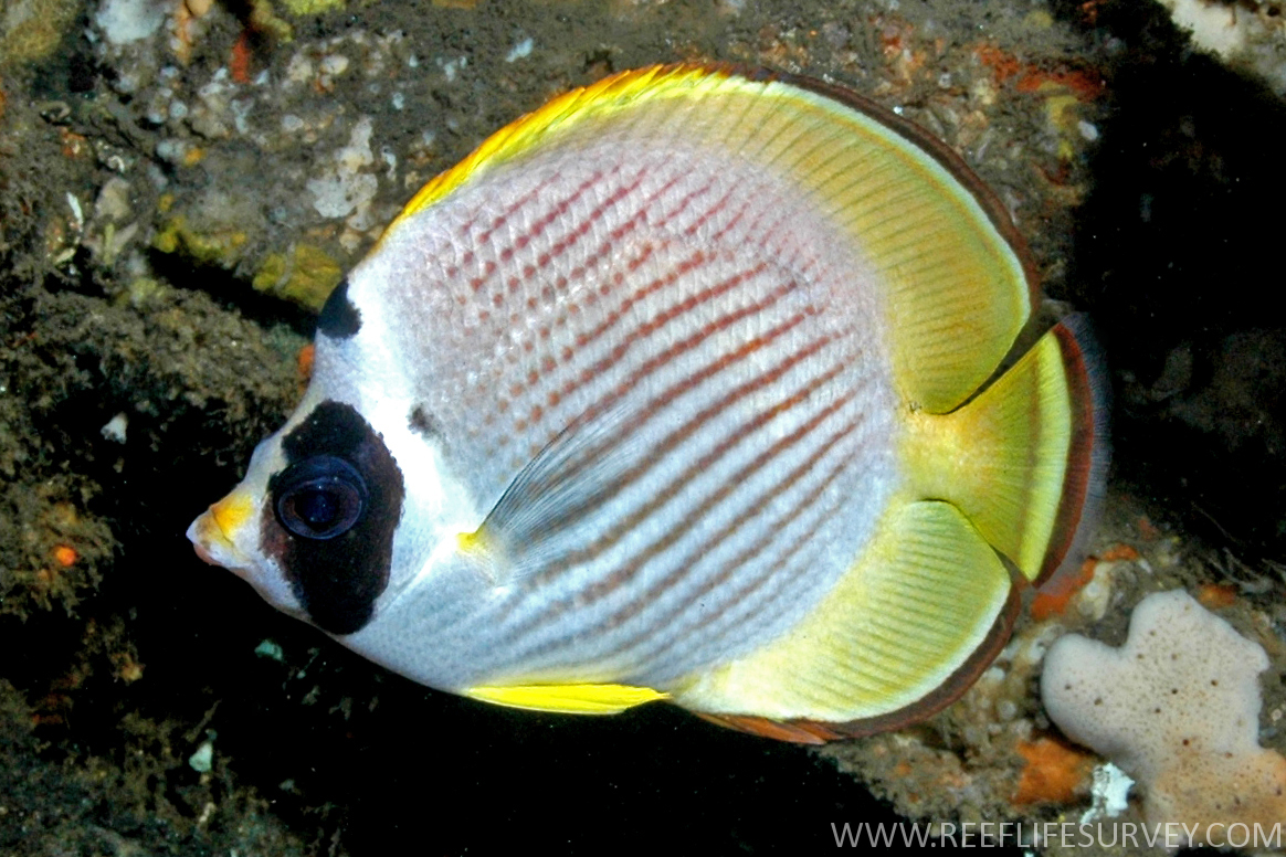 Panda Butterflyfish (ผีเสื้อแพนด้า) - Reefthailand
