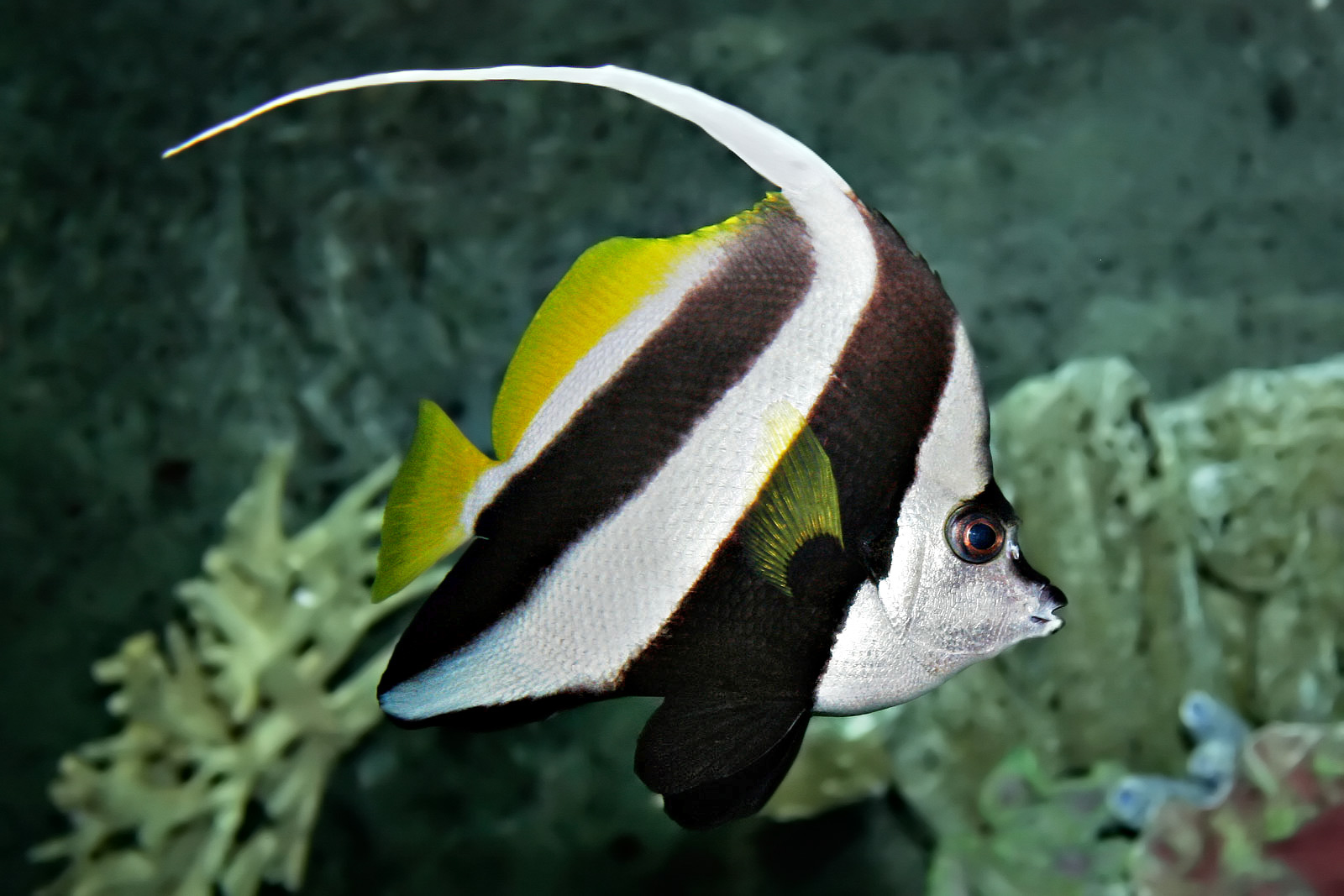 Longfin Bannerfish (โนรี) - Reefthailand
