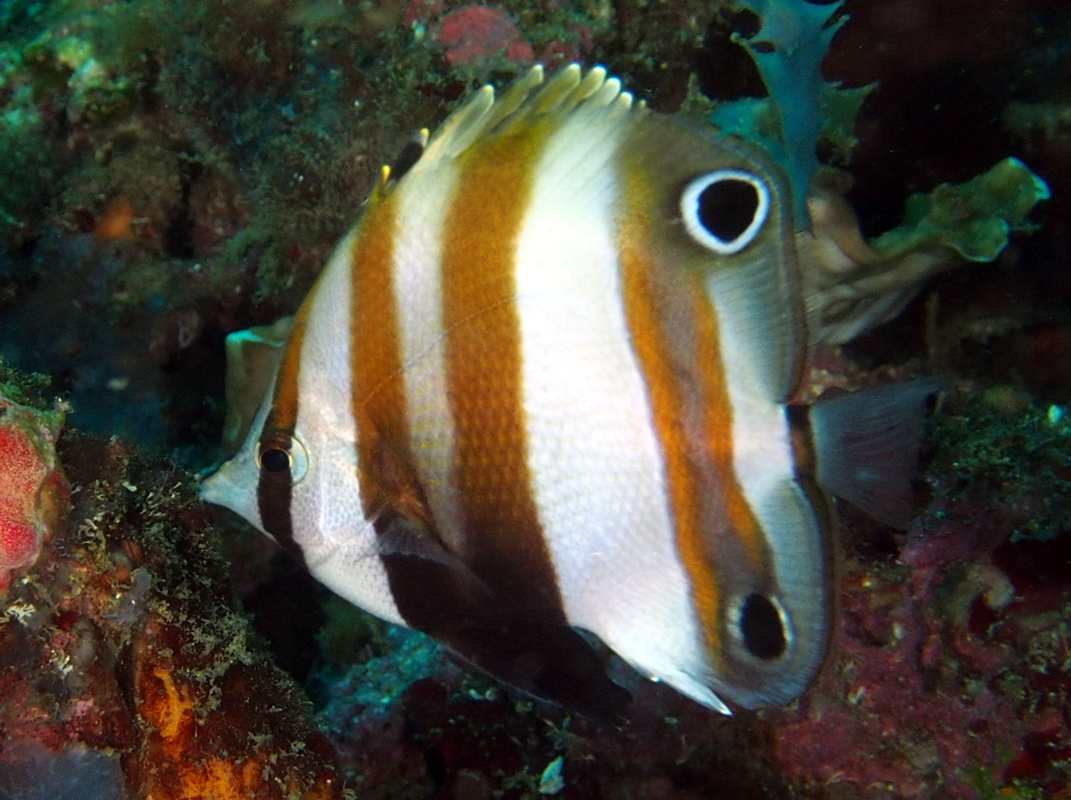 Two eyes Butterflyfish (กระจิบสองจุด) - Reefthailand